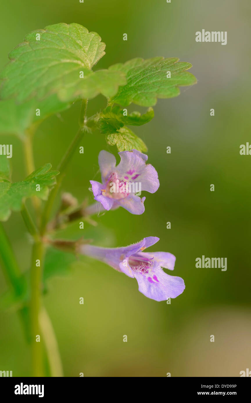 Ground-ivy, Gill-over-the-ground or Creeping Charlie (Glechoma ...