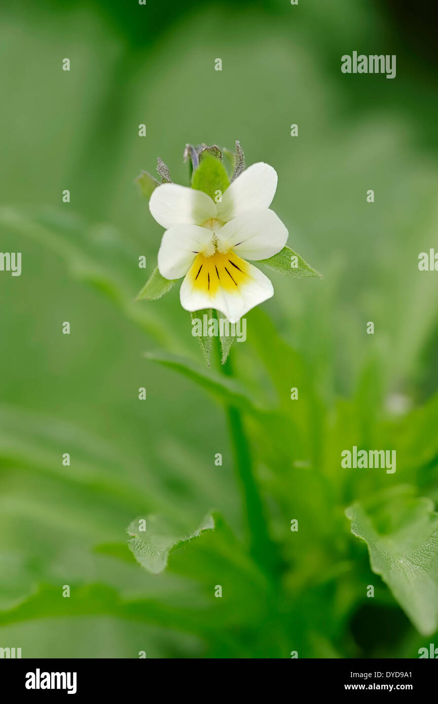 Field Pansy (Viola arvensis), flower, North Rhine-Westphalia, Germany ...