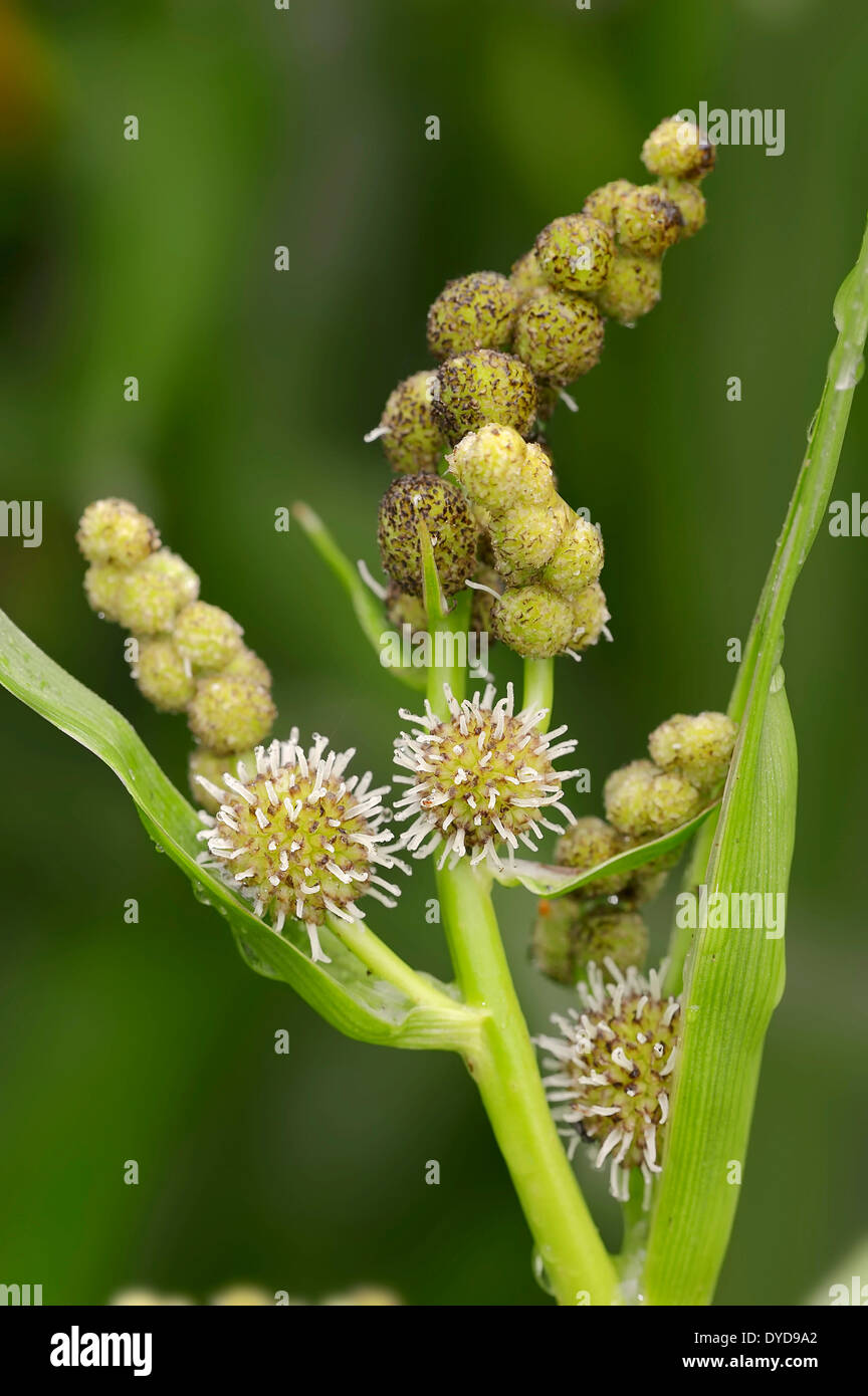 Simplestem Bur-reed or Branched Bur-reed (Sparganium erectum ...