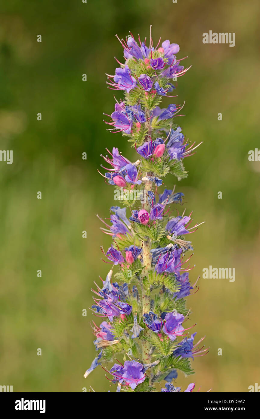 Common Bugloss or Viper's Bugloss (Echium vulgare), North Rhine ...