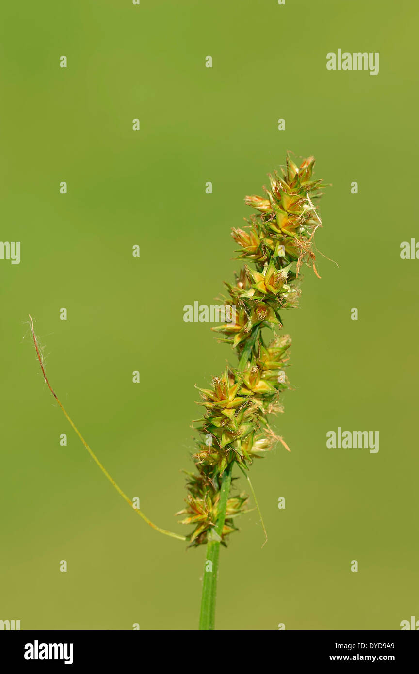 False Fox-sedge (Carex otrubae), North Rhine-Westphalia, Germany Stock ...