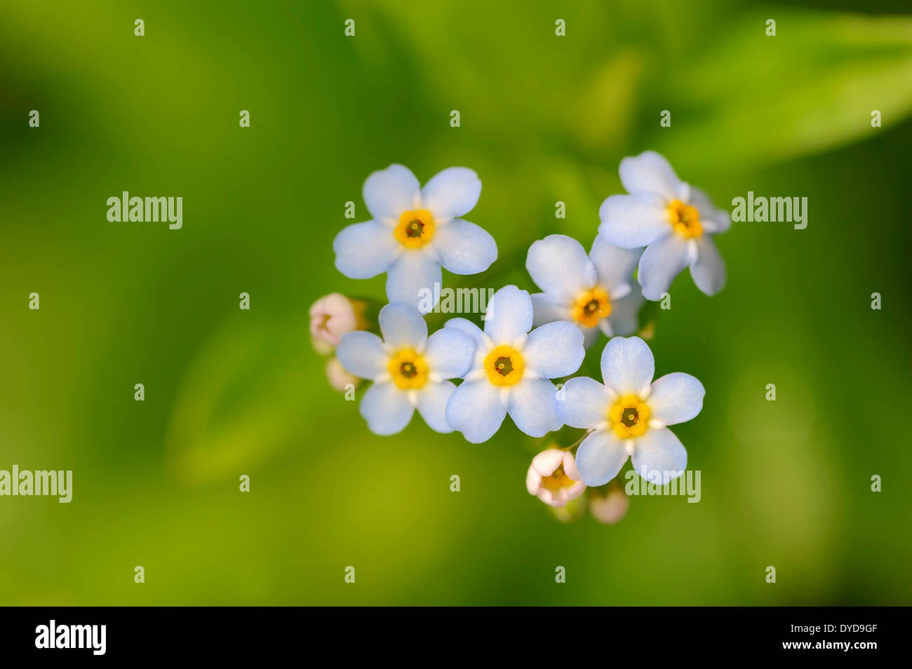 Water Forget-me-not or True Forget-me-not (Myosotis scorpioides ...