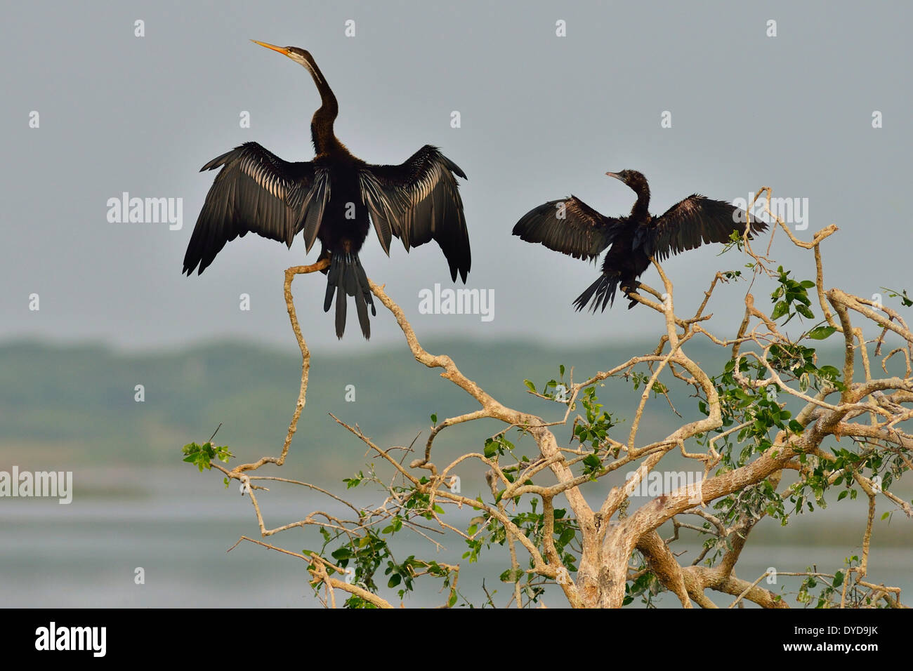 Indian darter hi-res stock photography and images - Alamy