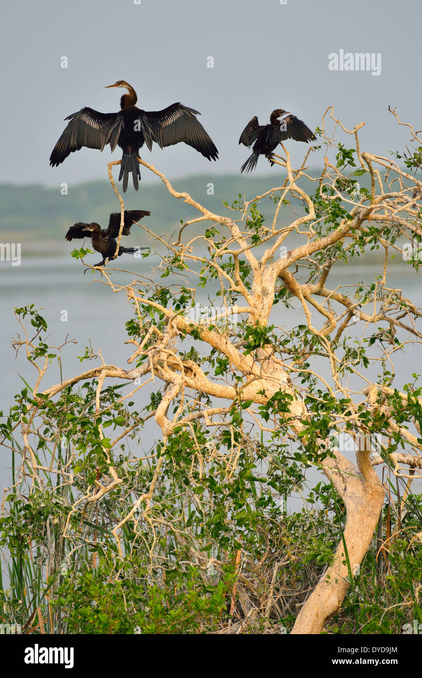 Indian darter hi-res stock photography and images - Alamy