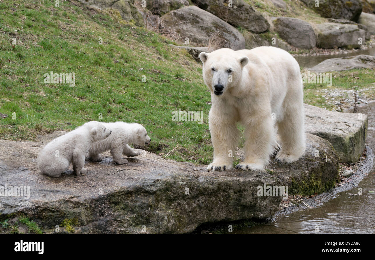 Polar Bears (Ursus maritimus), cubs, Nela and Nobby, 14 weeks, with their mother, Giovanna ...