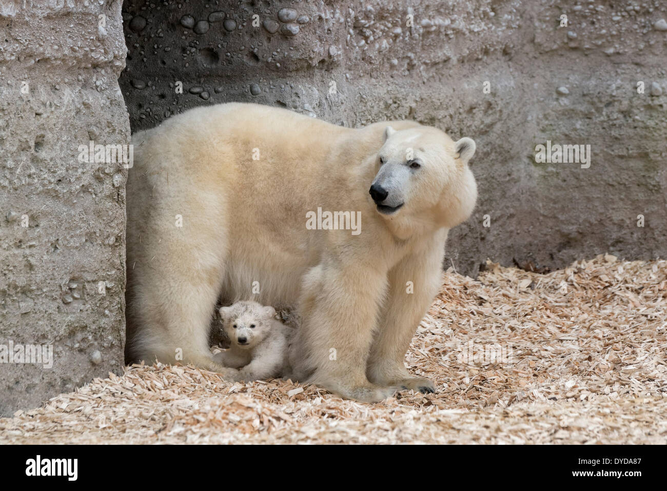 Polar Bears (Ursus maritimus), cub, Nobby, 14 weeks, with its mother, Giovanna, Hellabrunn Zoo ...