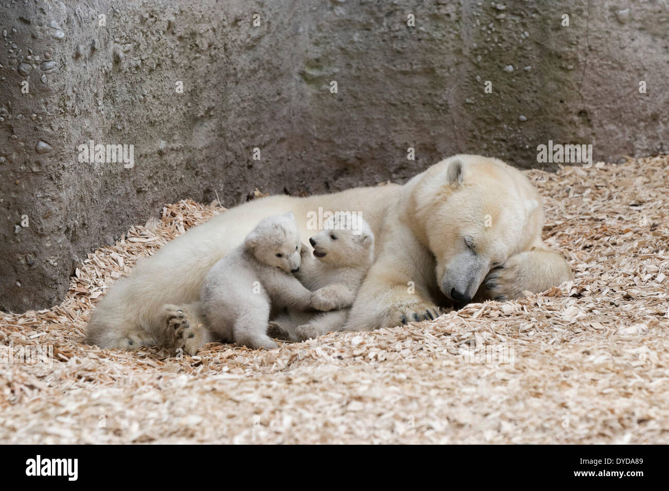 Polar Bears (Ursus maritimus), cubs playing, Nela and Nobby, 14 weeks, with their mother ...