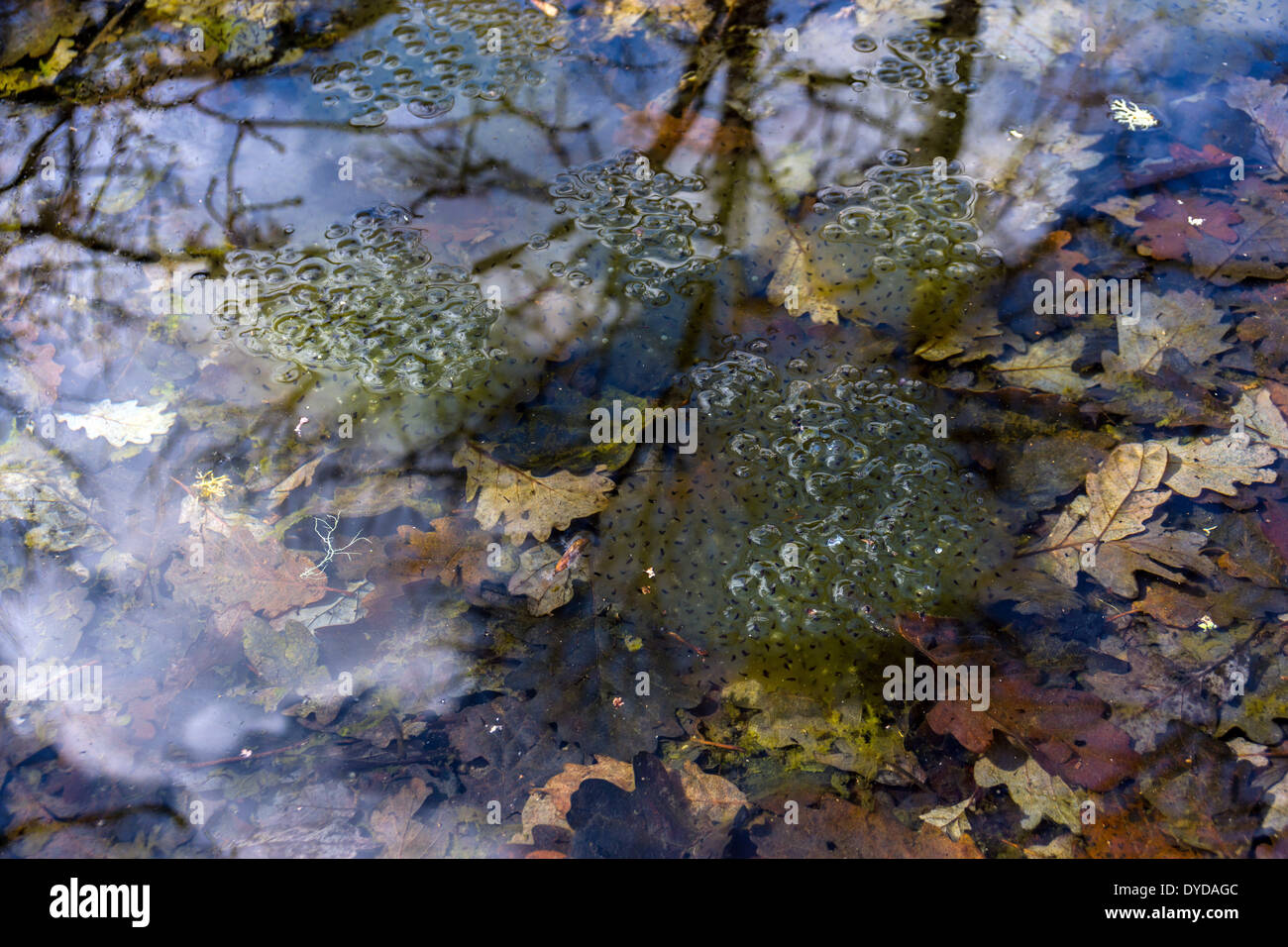 Frog spawn in woodland pond with leaves and reflections Stock Photo - Alamy