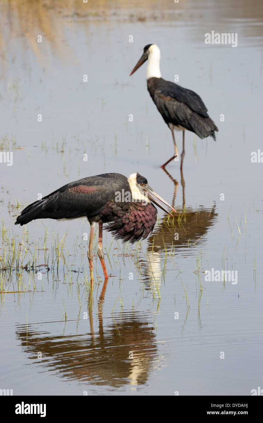 Stork bird view hi-res stock photography and images - Alamy