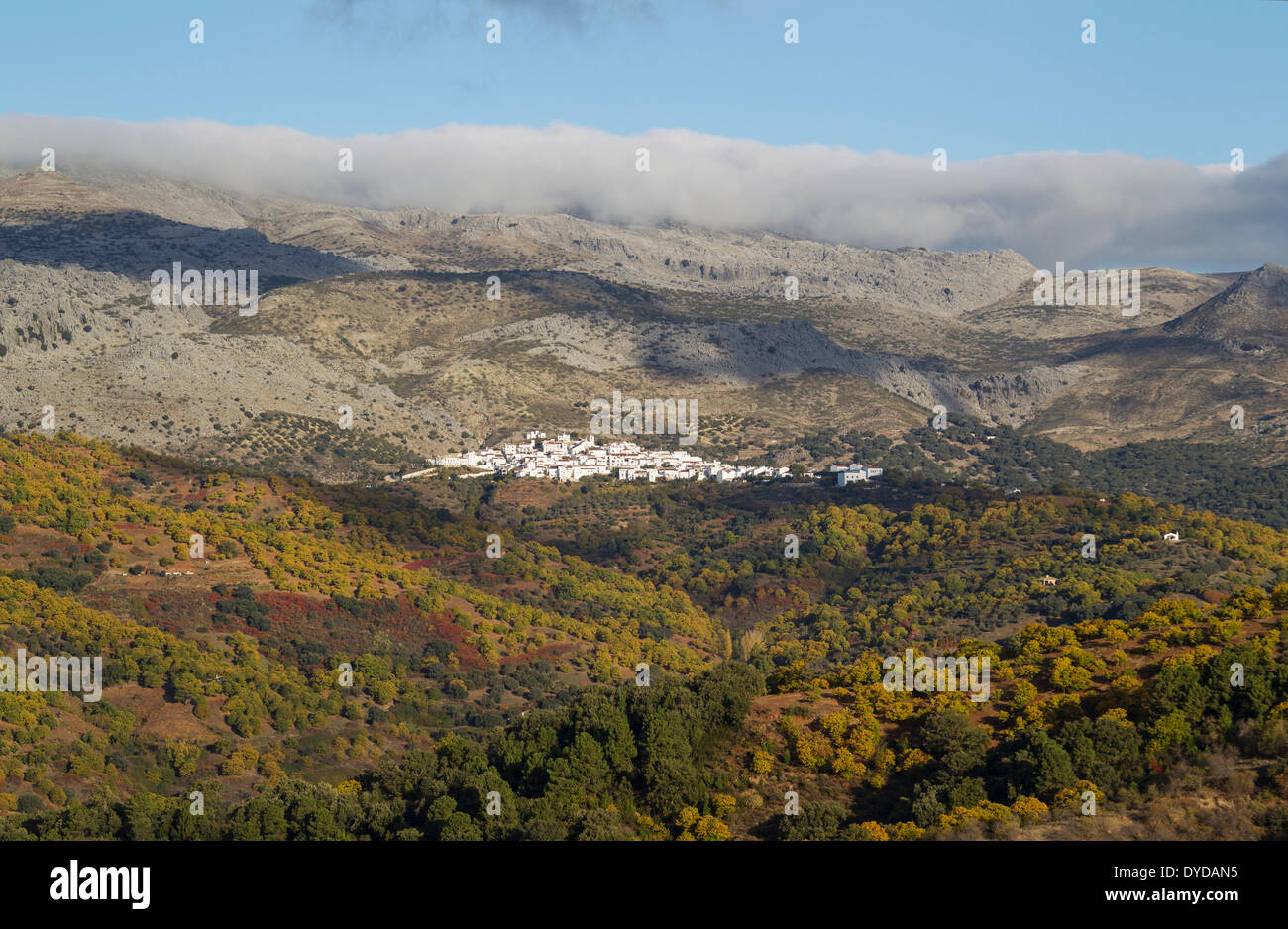 The white village of Cartajima above the Genal river valley with its ...