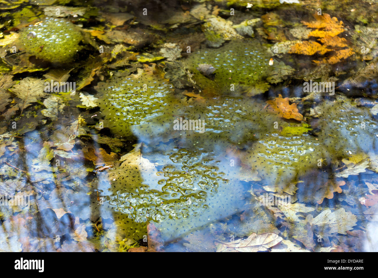 Frog spawn in woodland pond with leaves and reflections, spring, frogs ...