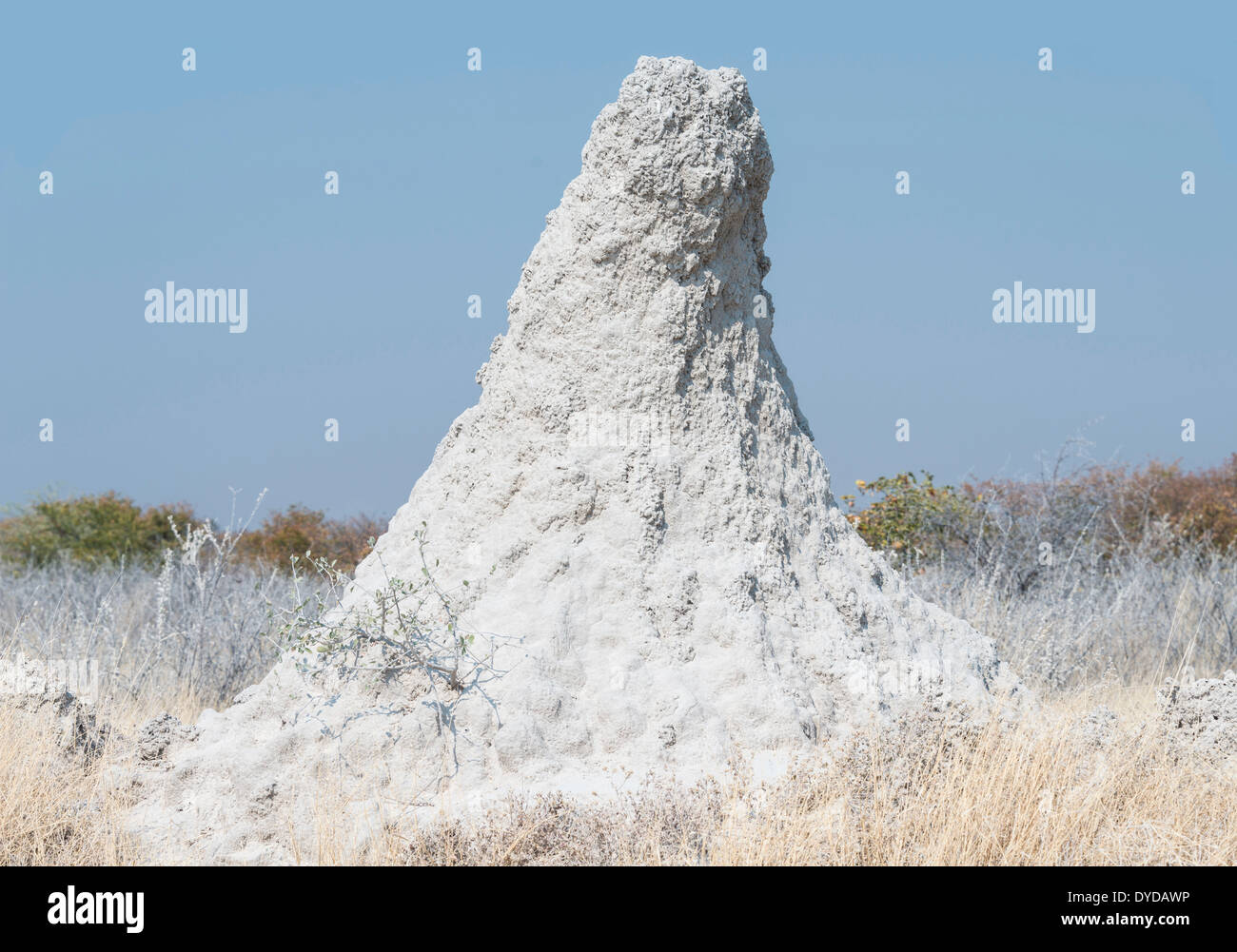 Termite burrows hi-res stock photography and images - Alamy