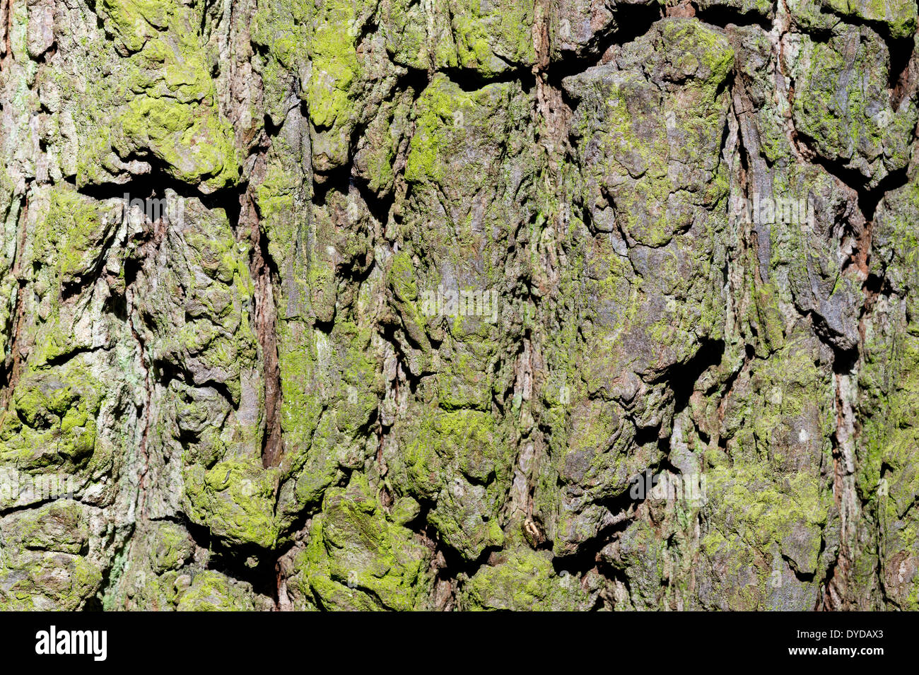 Tree bark, Pear Tree (Pyrus communis), Baden-Württemberg, Germany Stock ...