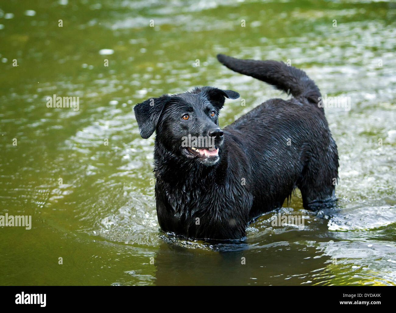 Black Rottweiler crossbreed standing in the water, Germany Stock Photo ...