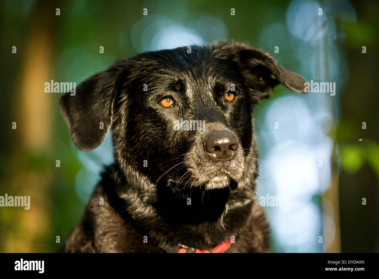Rottweiler Black Lab Mix Puppy