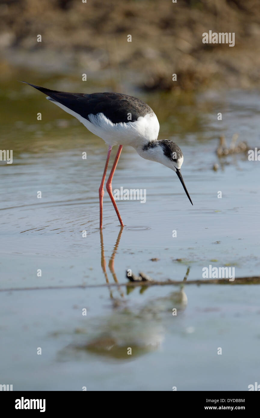 Indian stilt bird hi-res stock photography and images - Alamy