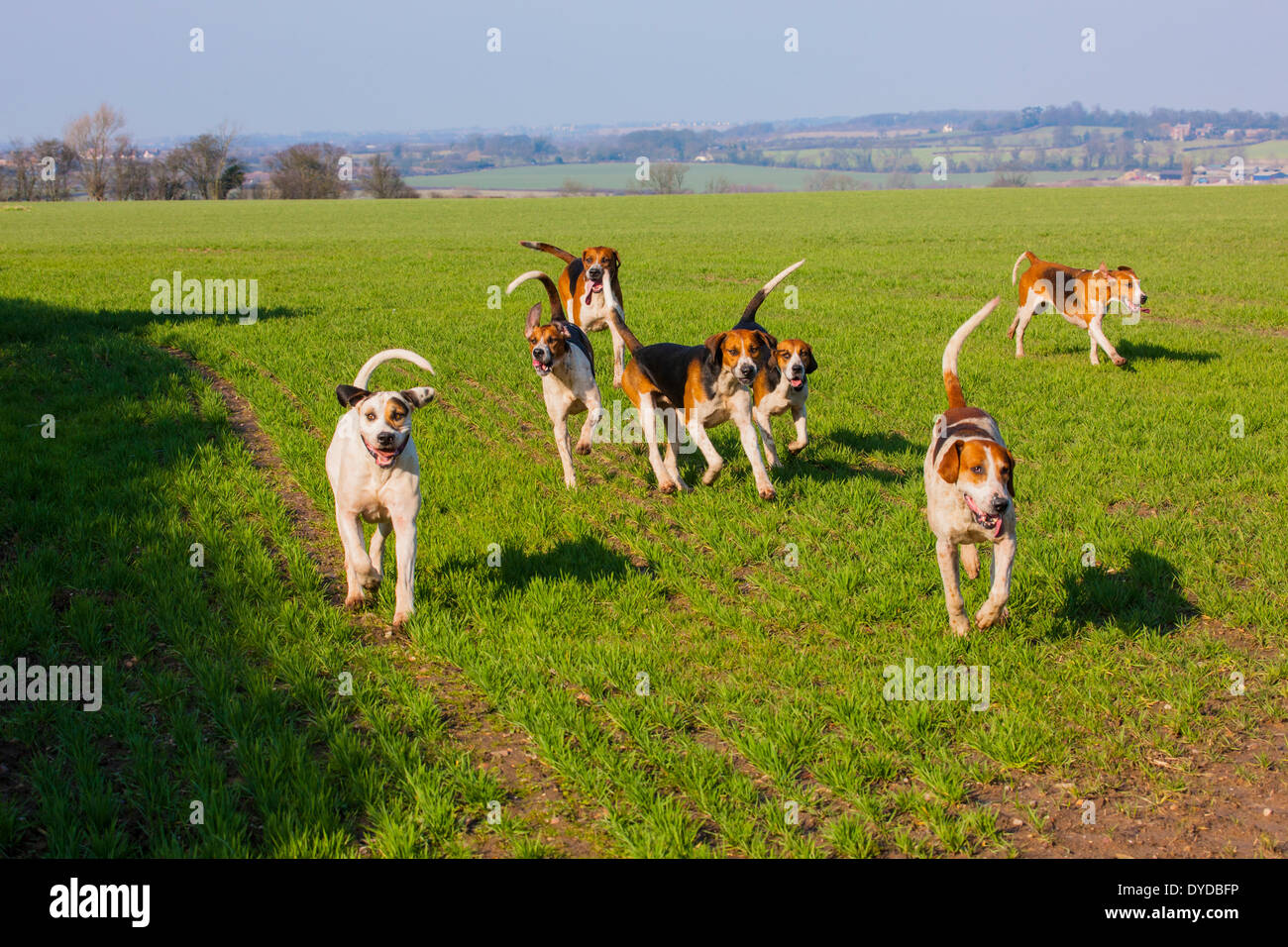 Running pack hi-res stock photography and images - Alamy