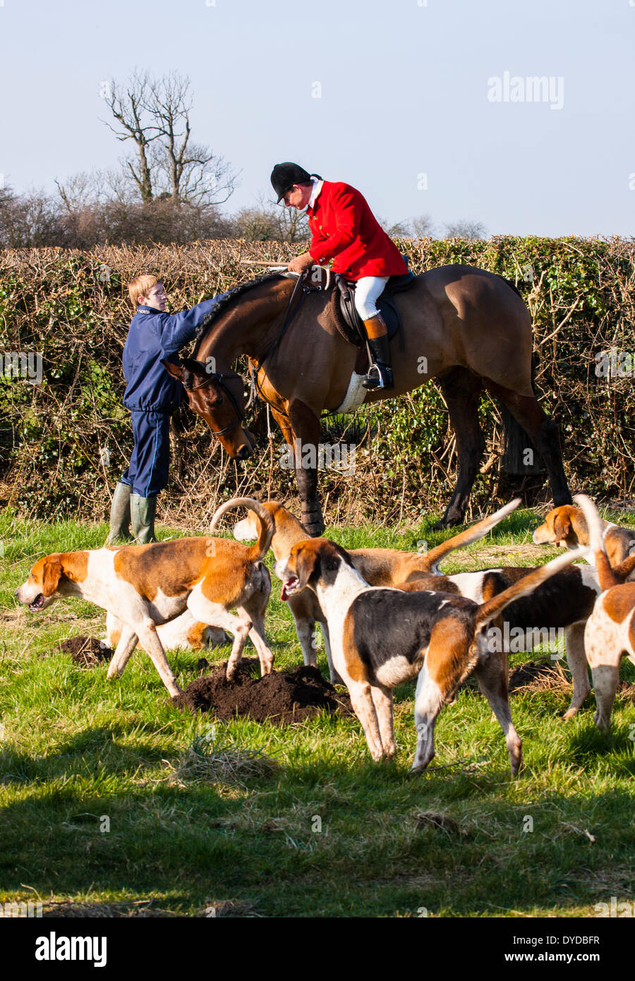 Fox hunt preparing to set off Stock Photo - Alamy