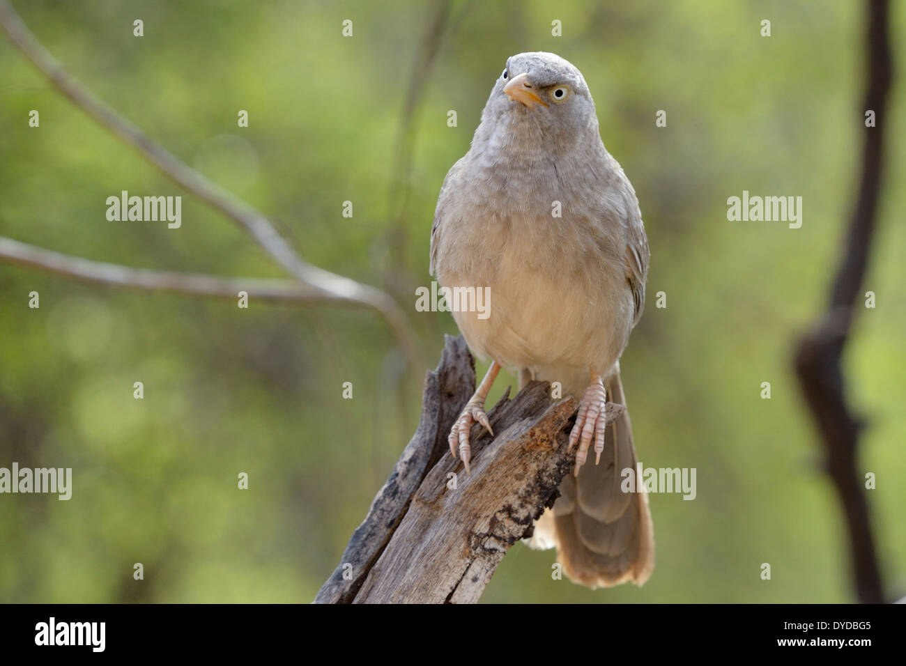 Wild jungle babbler bird hi-res stock photography and images - Alamy