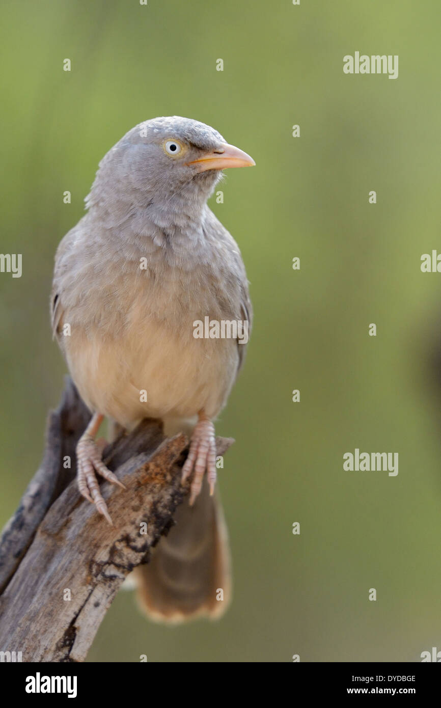 Jungle Babbler (Turdoides striatus Stock Photo - Alamy