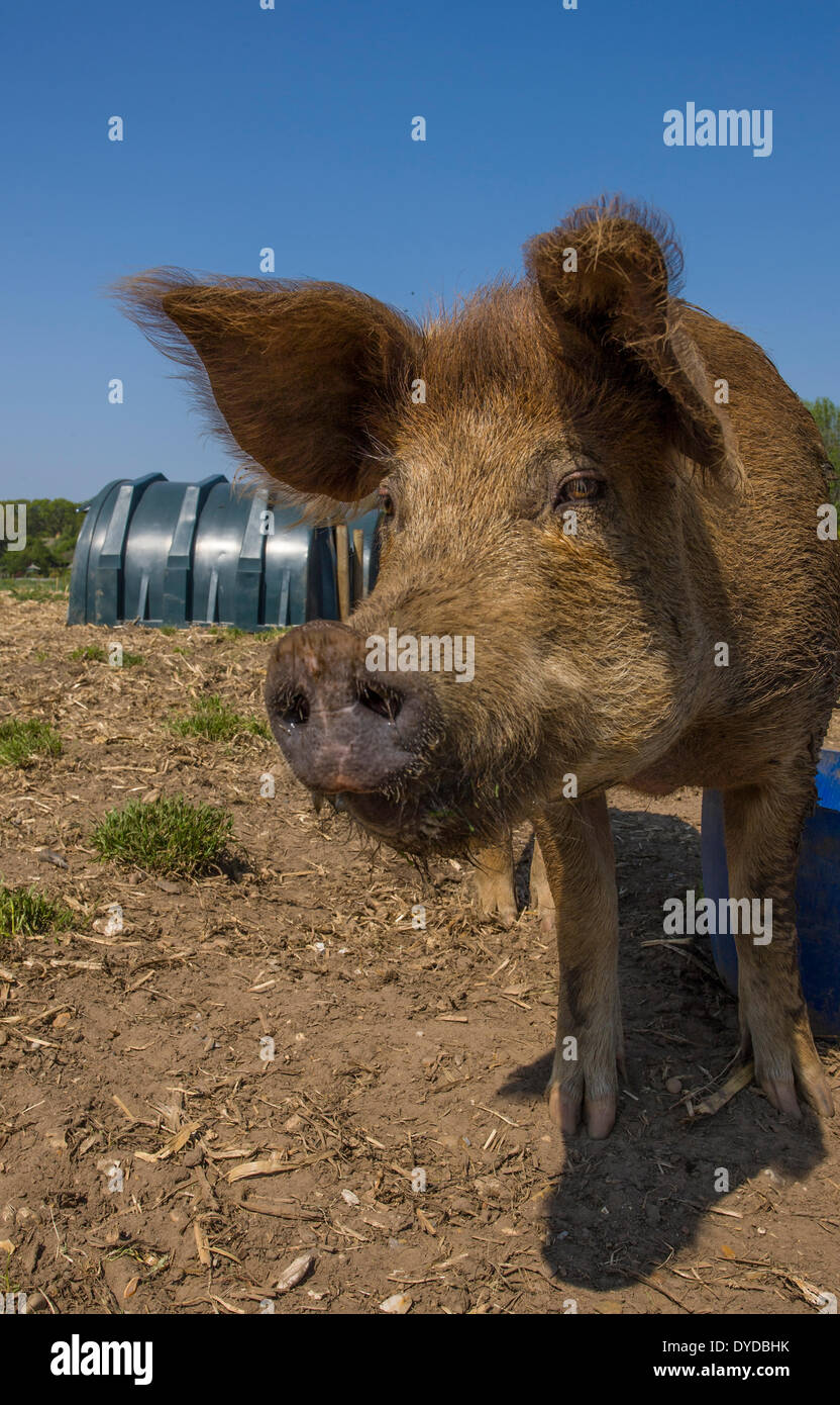 Pig sty hi-res stock photography and images - Alamy