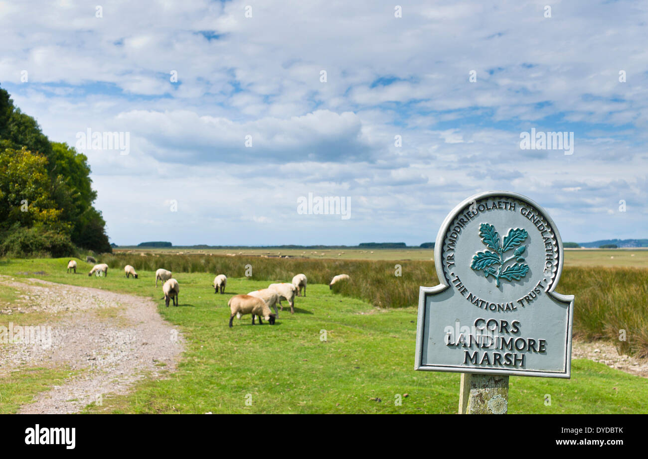 Sheep grazing on Cors Landimore Marsh with a National Trust Sign Stock ...