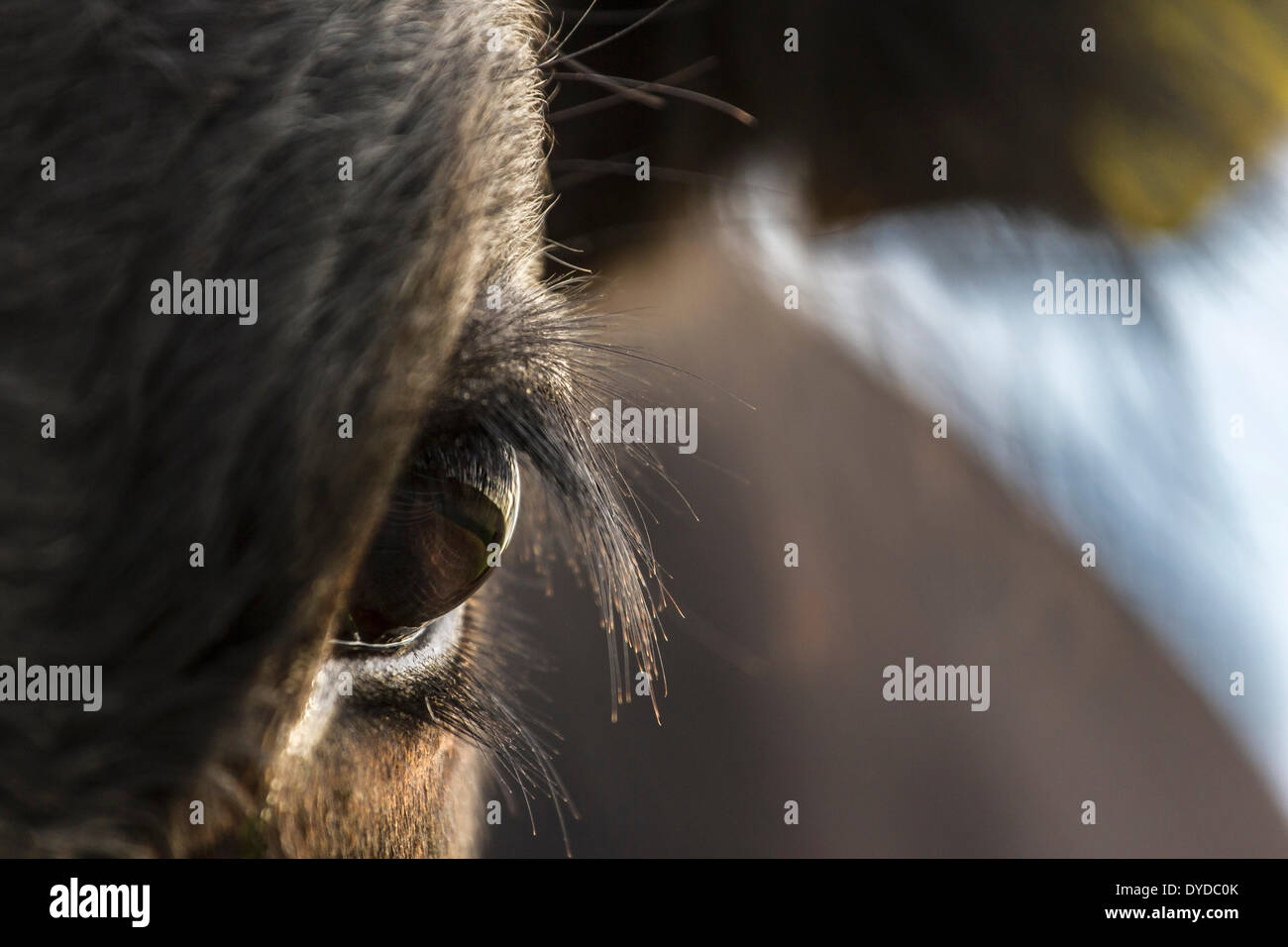 Close up of the eye of a calf Stock Photo - Alamy