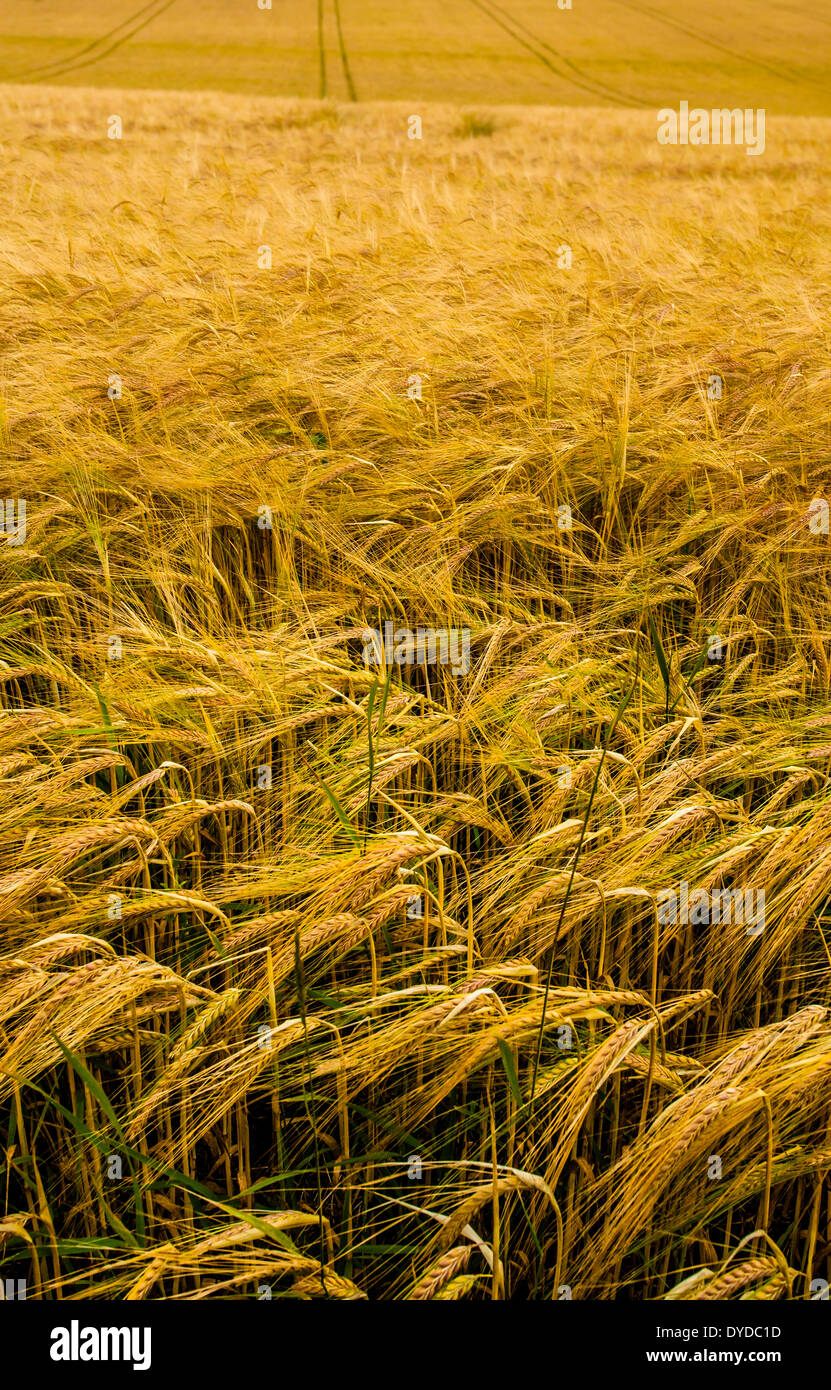 A field of Barley almost ready to harvest Stock Photo - Alamy
