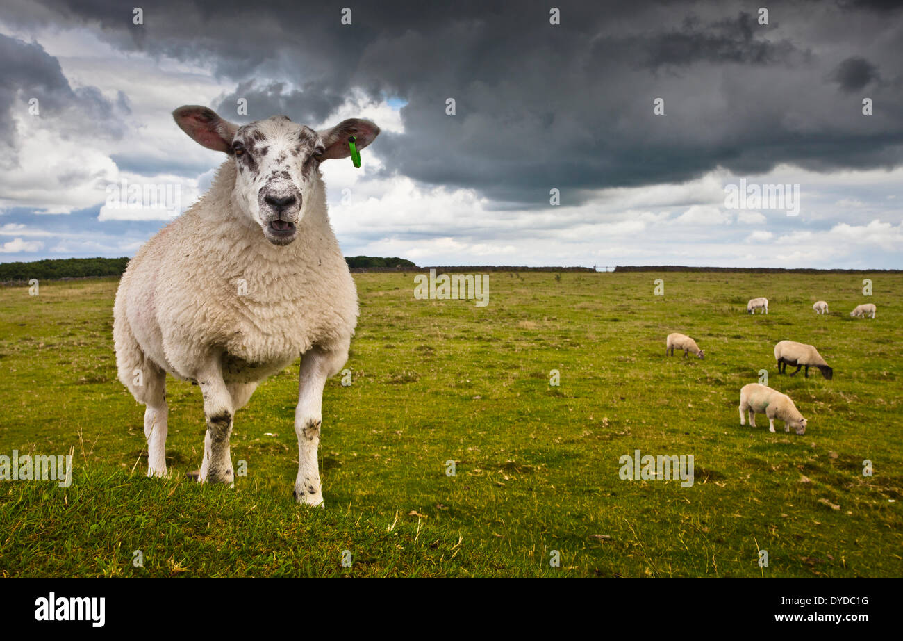 Sheep in Derbyshire countryside Stock Photo - Alamy