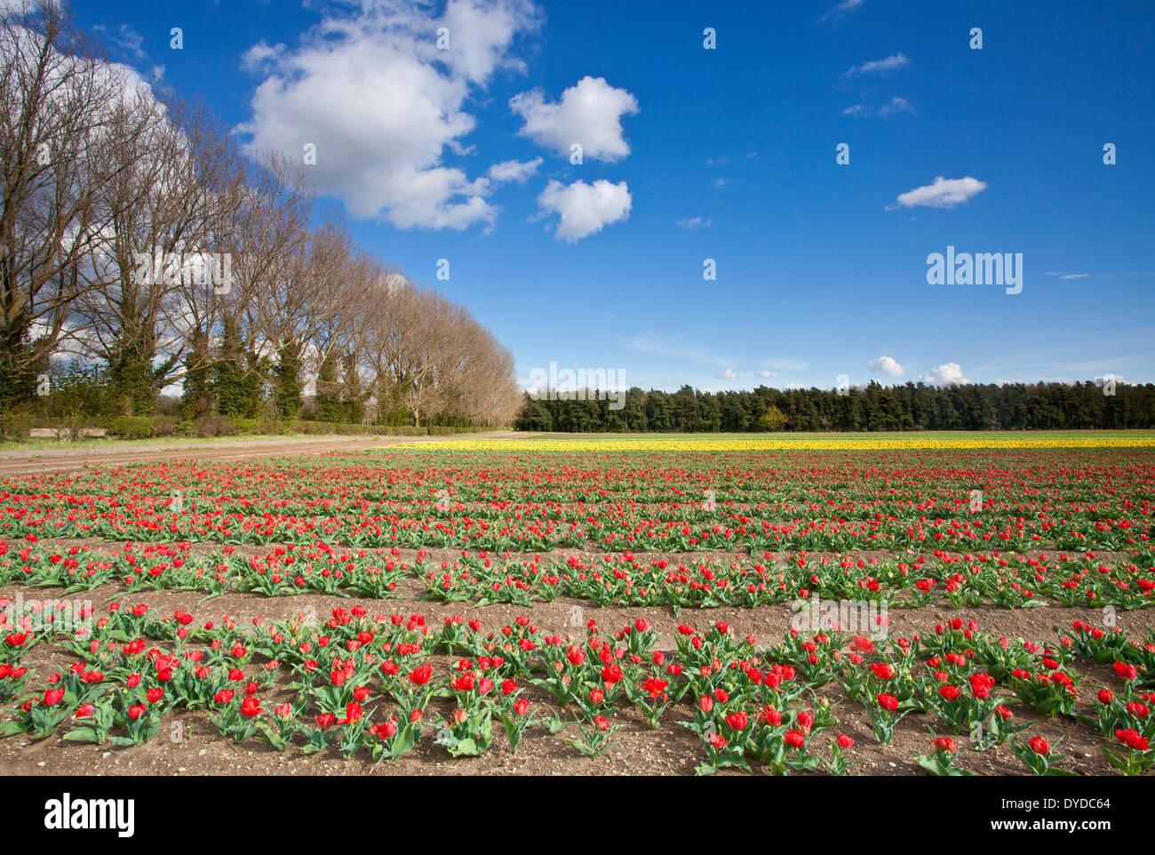 Tulip fields at Narborough near Swaffham in the Norfolk countryside ...