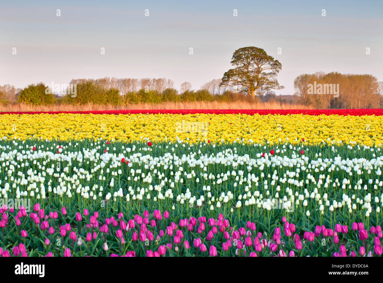 Tulip fields at Narborough near Swaffham in the Norfolk countryside ...