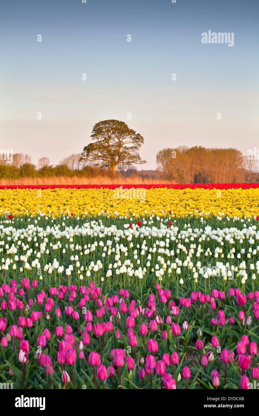 Tulip fields at Narborough near Swaffham in the Norfolk countryside ...