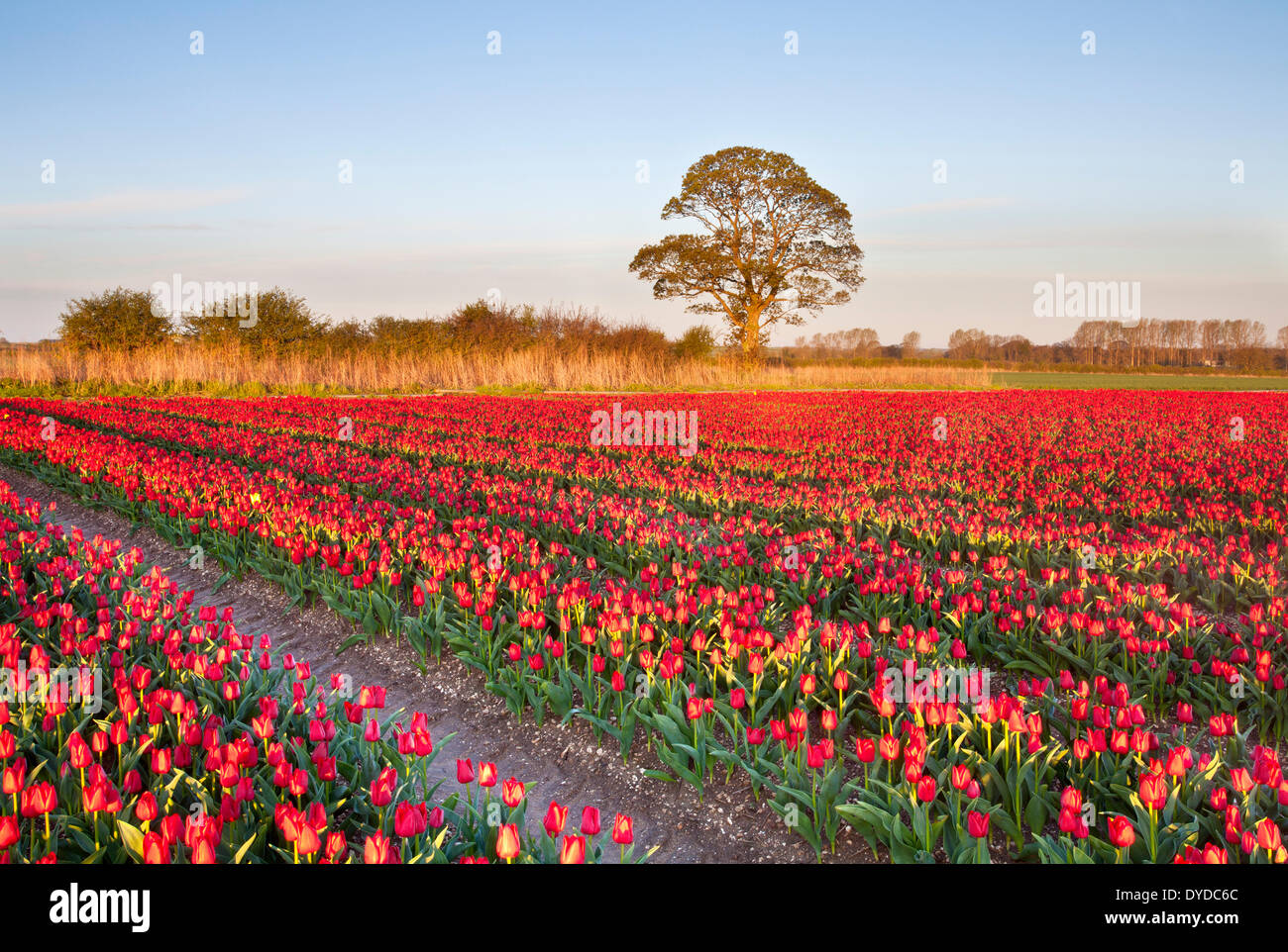 Tulip fields at Narborough near Swaffham in the Norfolk countryside ...