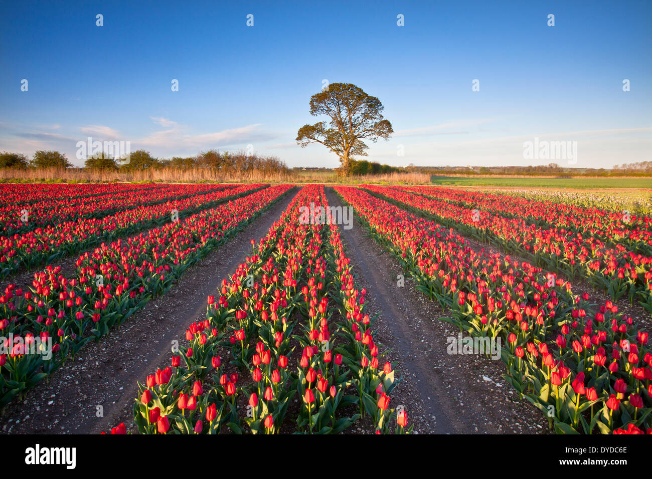 Tulip fields at Narborough near Swaffham in the Norfolk countryside ...