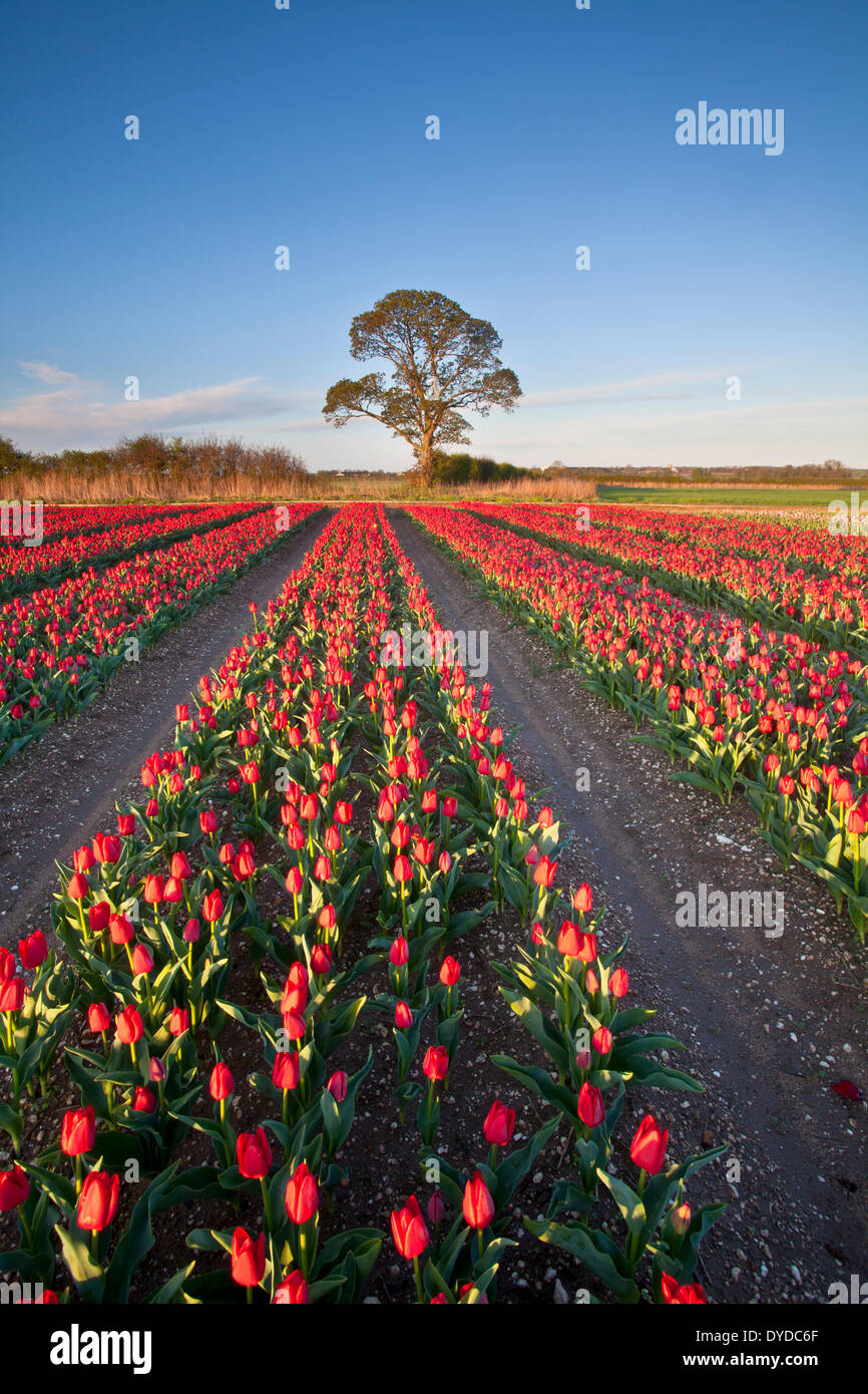 Tulip fields at Narborough near Swaffham in the Norfolk countryside ...