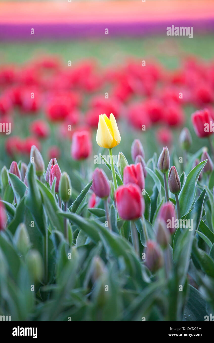 Tulip fields at Narborough near Swaffham in the Norfolk countryside ...