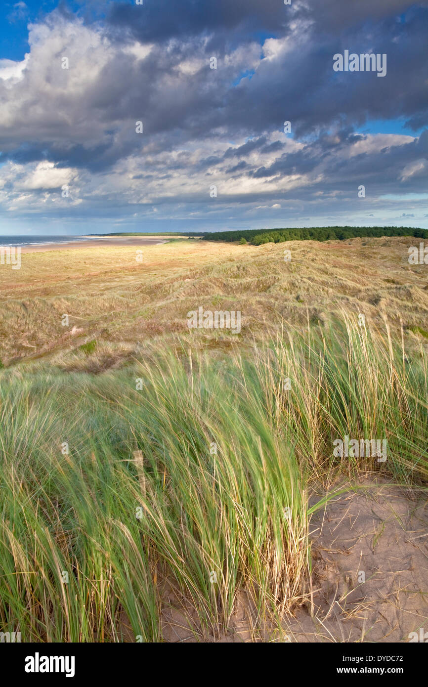 Sand dunes at Holkham on the Norfolk coast Stock Photo - Alamy