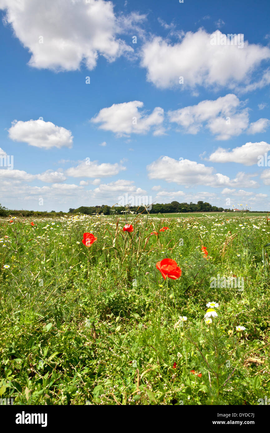 Poppy fields hi-res stock photography and images - Alamy