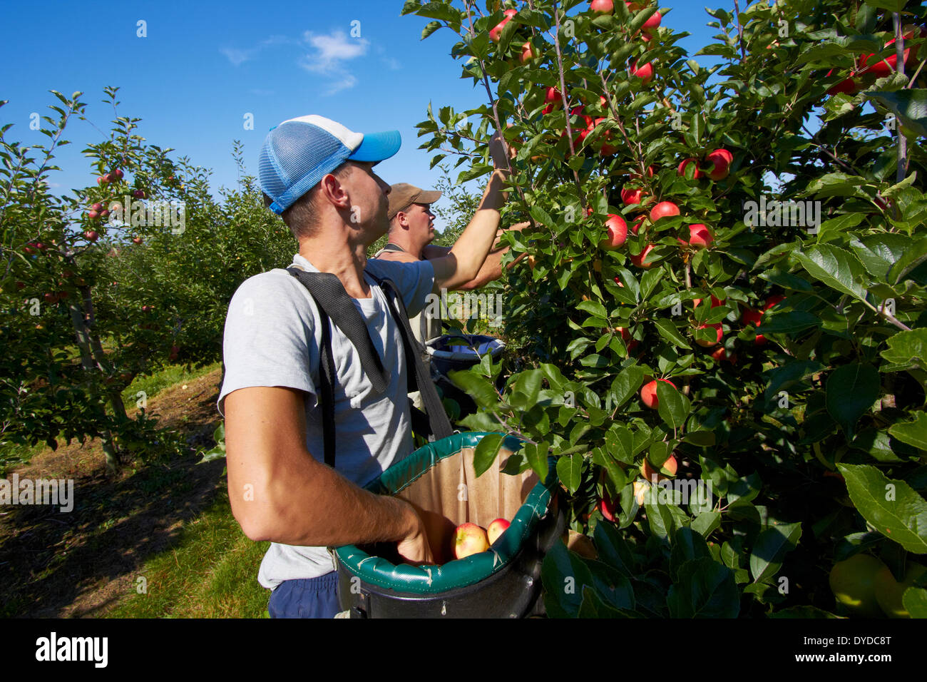 Fruit pickers hi-res stock photography and images - Alamy