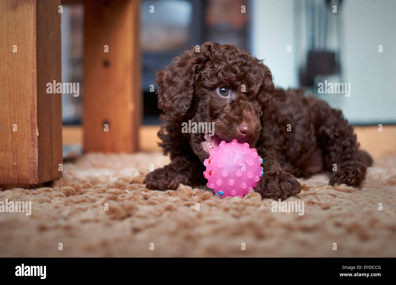 Close up toy poodle puppy hi-res stock photography and images - Alamy