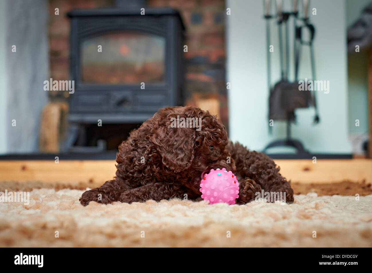 Close up toy poodle puppy hi-res stock photography and images - Alamy