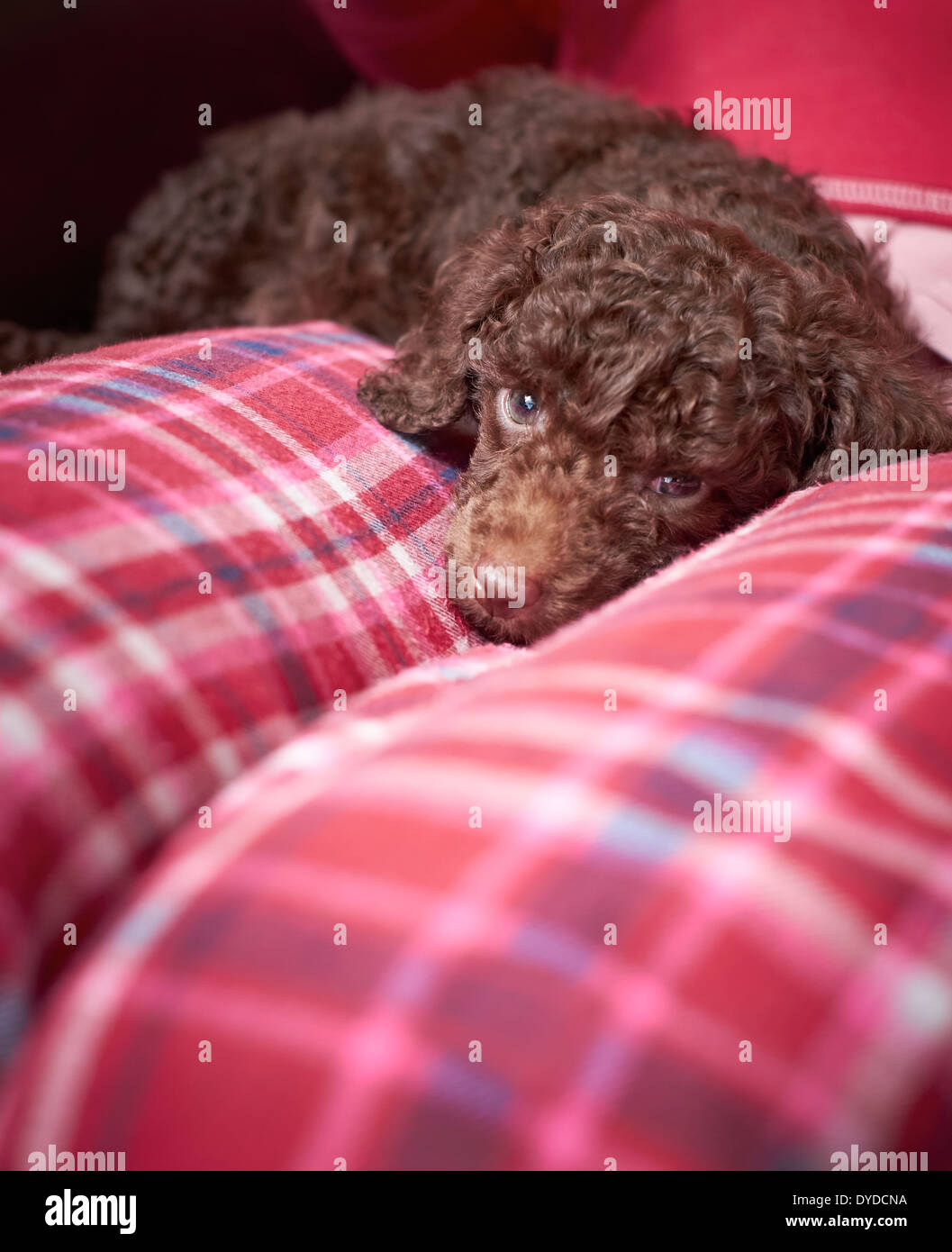 Puppy on the lap hi-res stock photography and images - Alamy