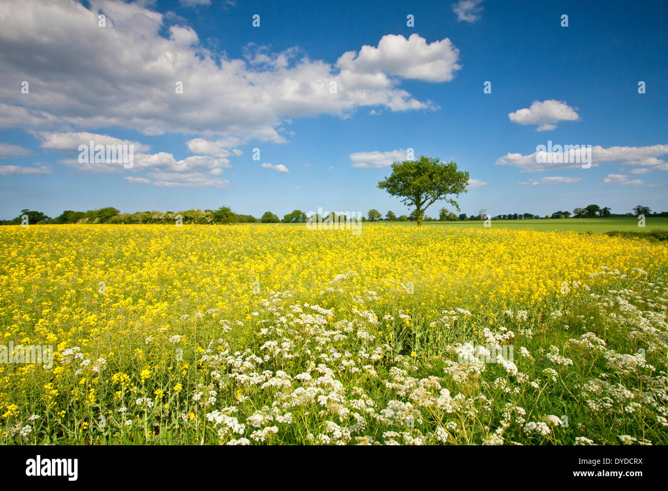 An oil seed rape field near Dilham in the Norfolk countryside Stock ...