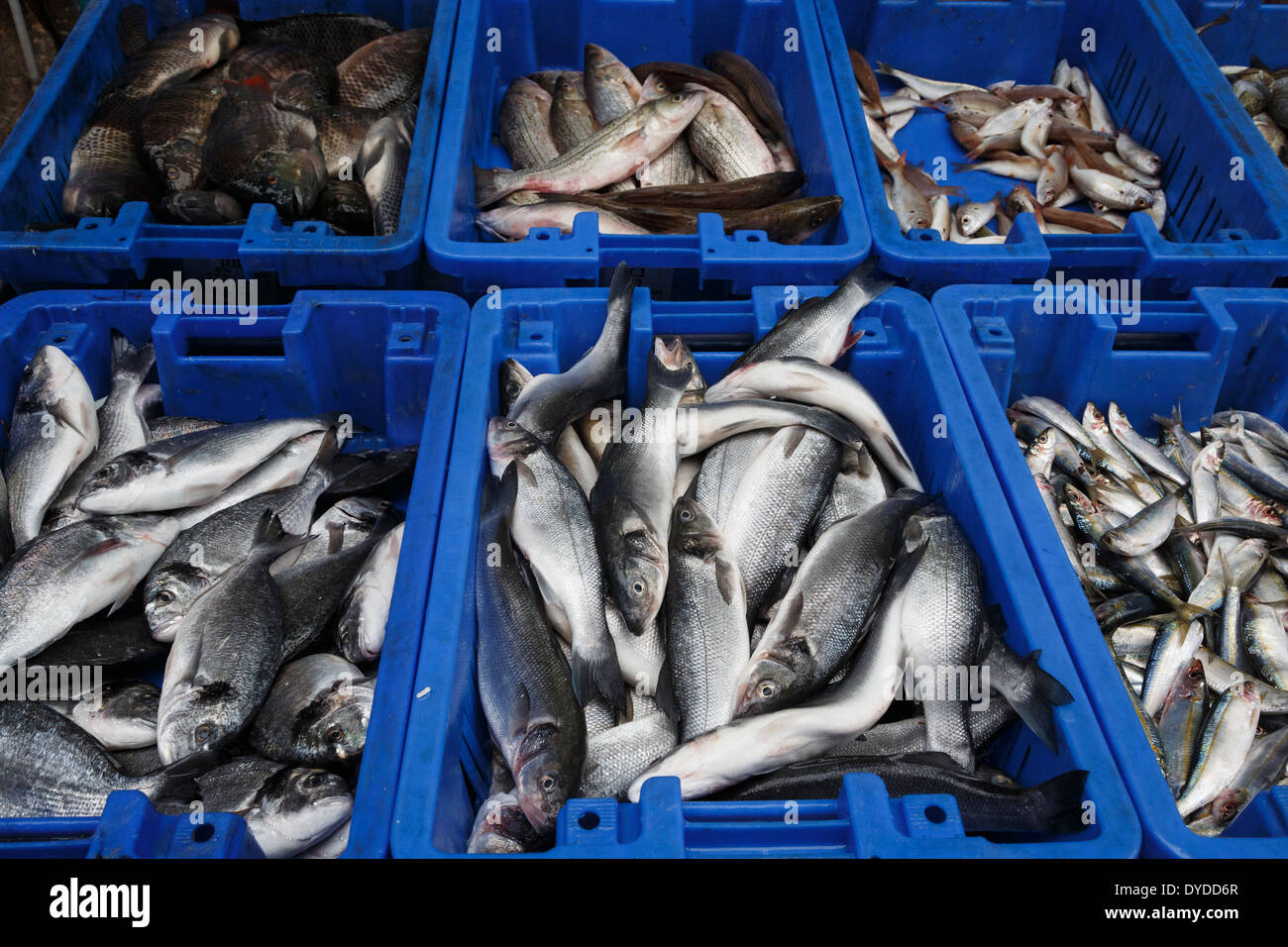 Fish stall at the market in the old city of Akko (Acre), Israel Stock ...