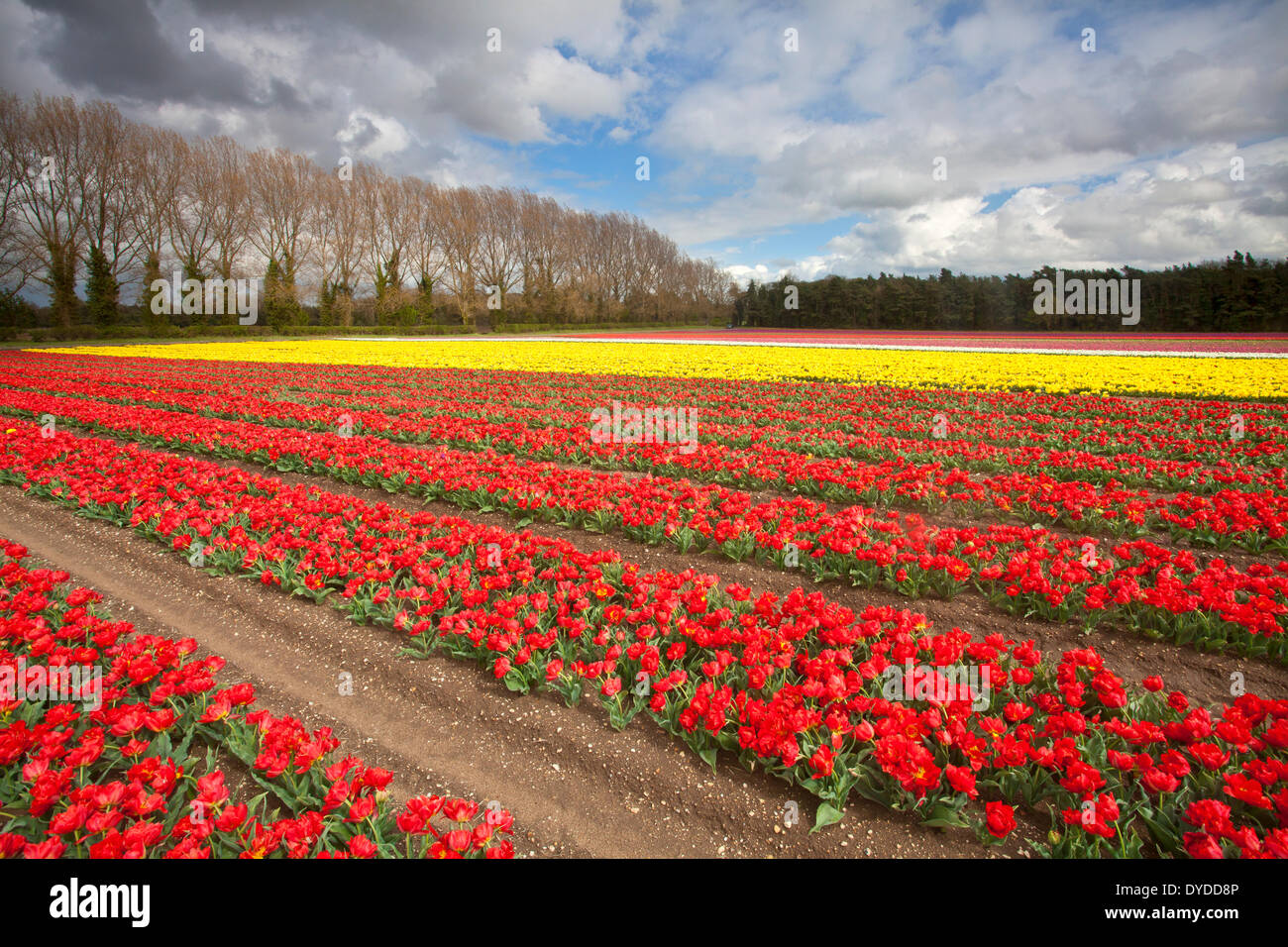 Tulip fields at Narborough near Swaffham in the Norfolk countryside ...