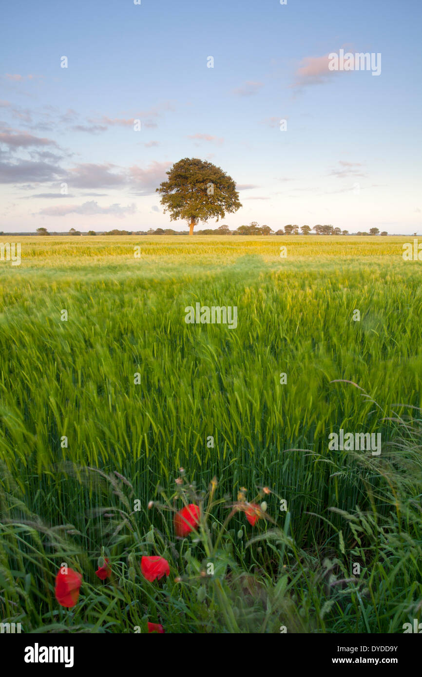 Potter heigham uk norfolk hi-res stock photography and images - Alamy