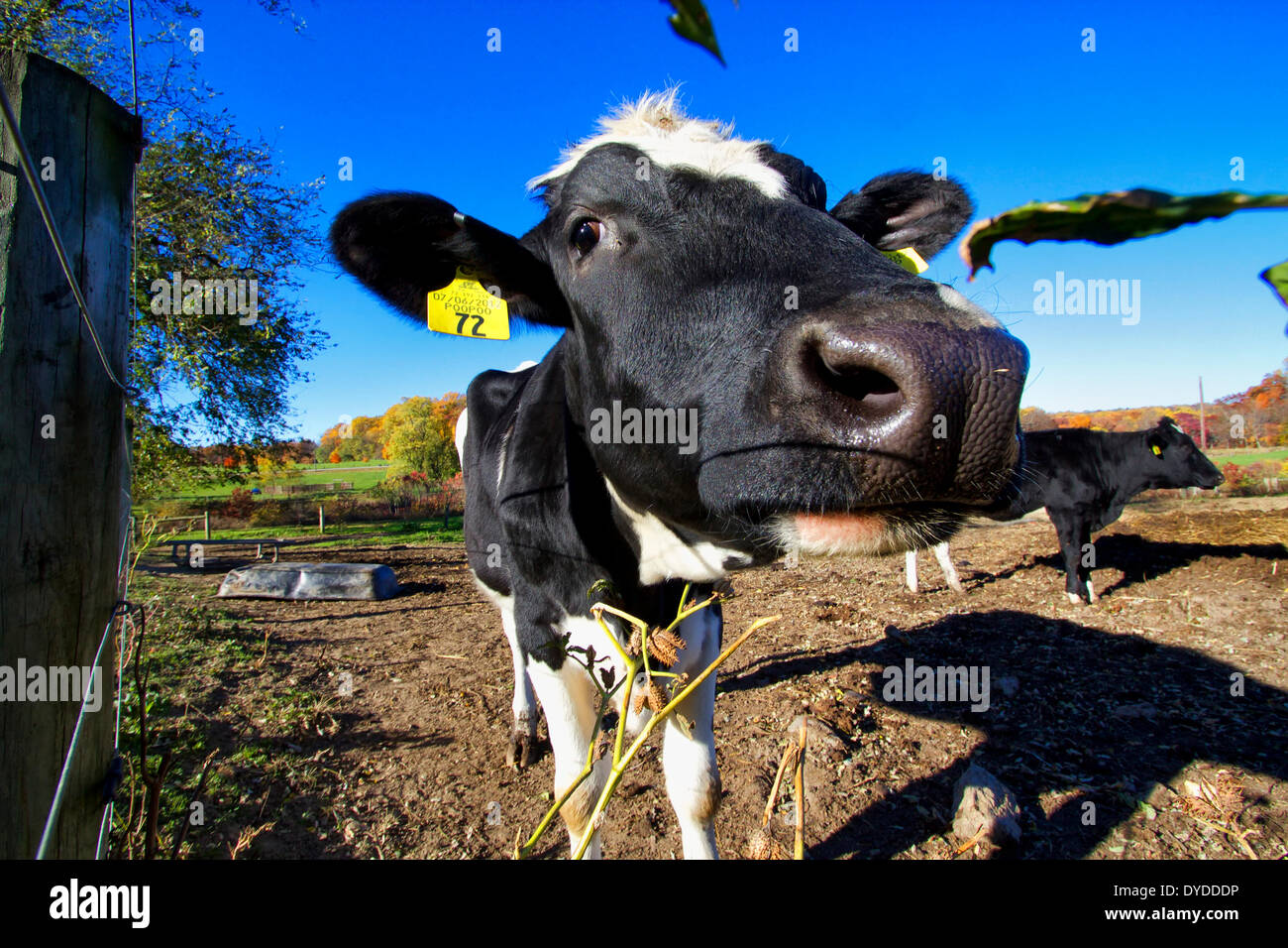 Oreo cows hi-res stock photography and images - Alamy