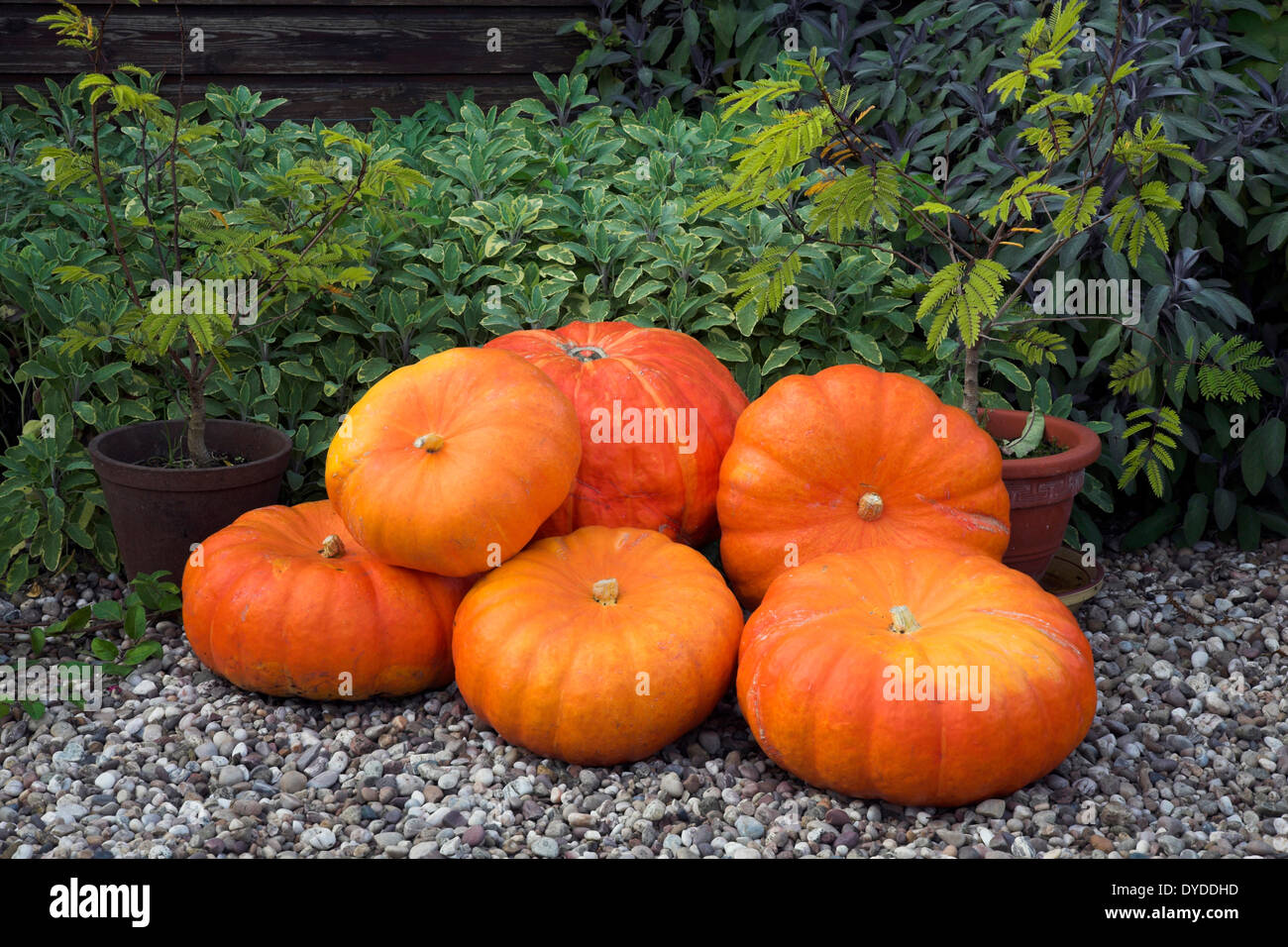 Heavy pumpkins hi-res stock photography and images - Alamy