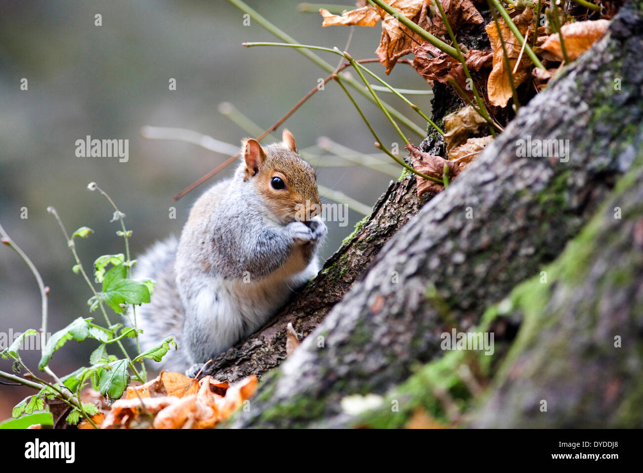 A Grey Squirrel Stock Photo - Alamy