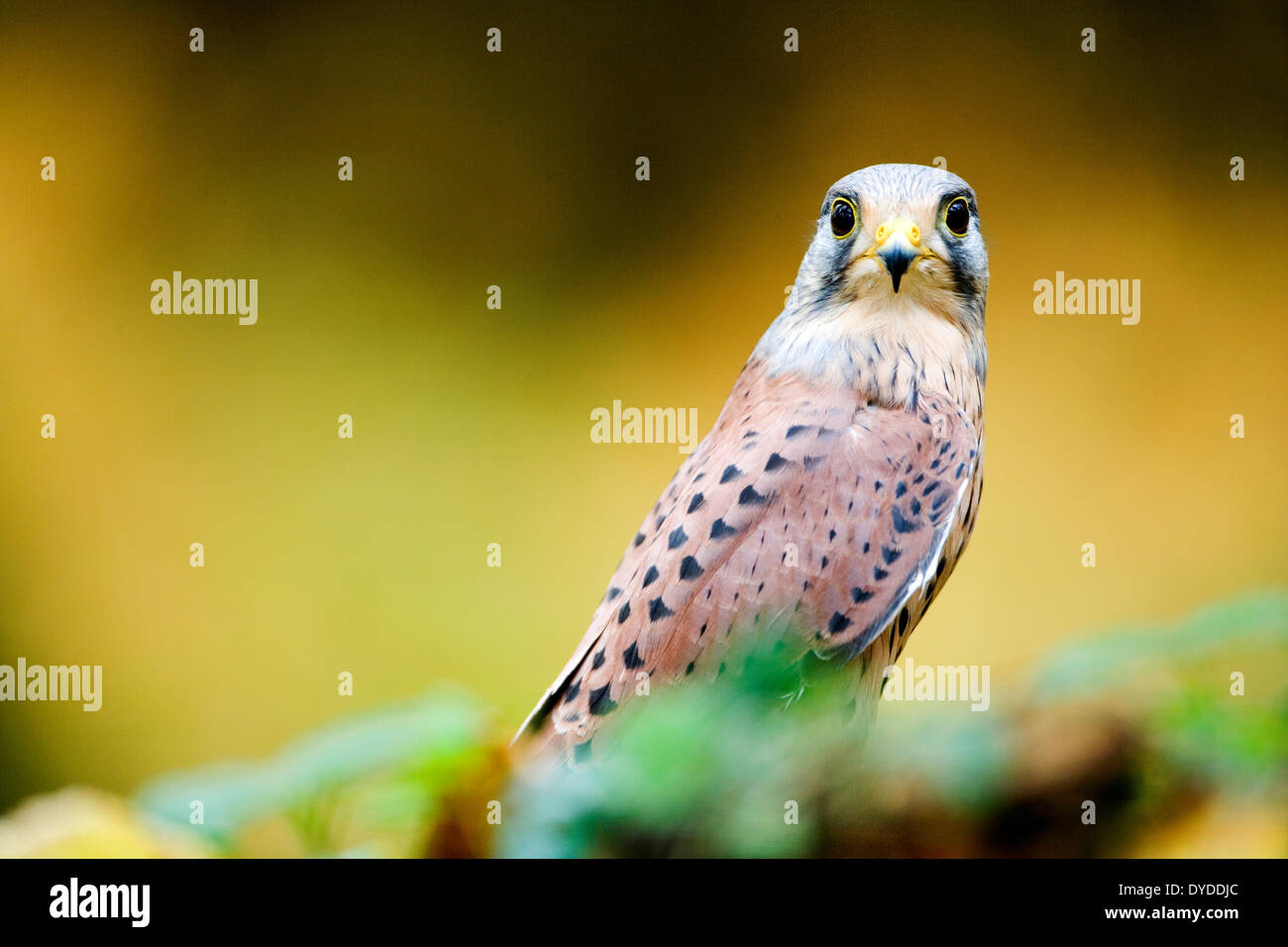 Kestrel great britain hi-res stock photography and images - Alamy